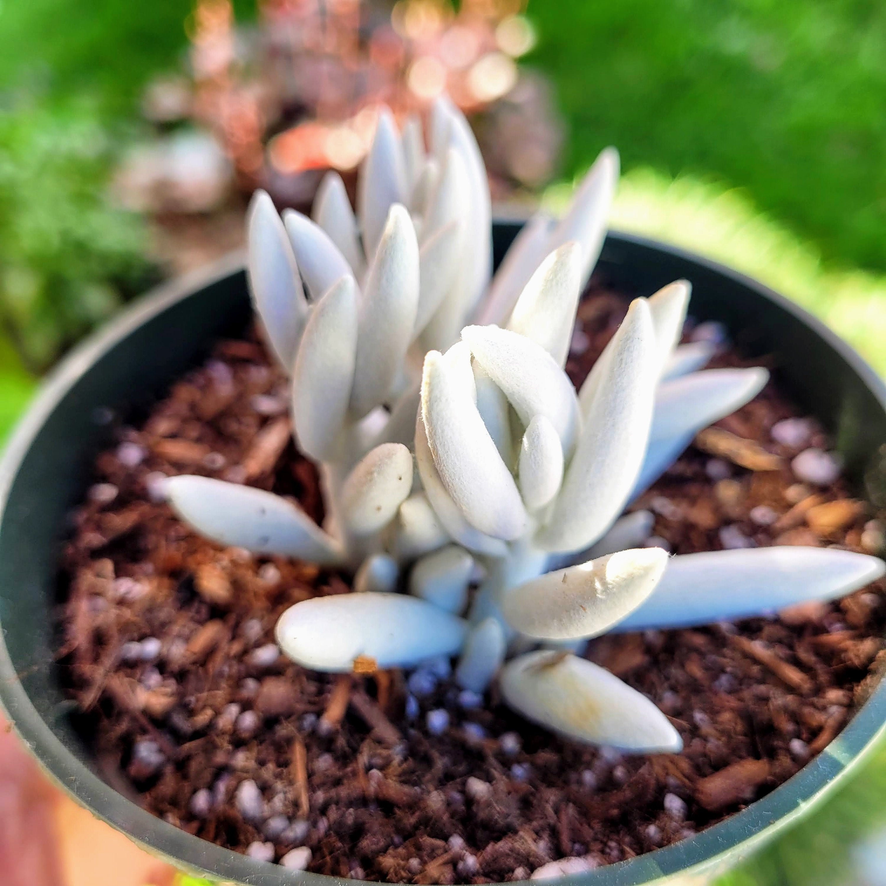 Senecio Haworthii
