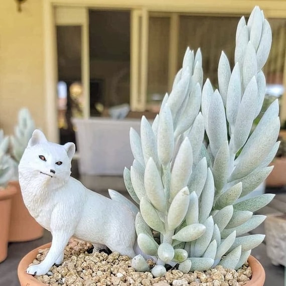 Rare Fuzzy Senecio Cocoon Succulent Woolly Senecio - Etsy