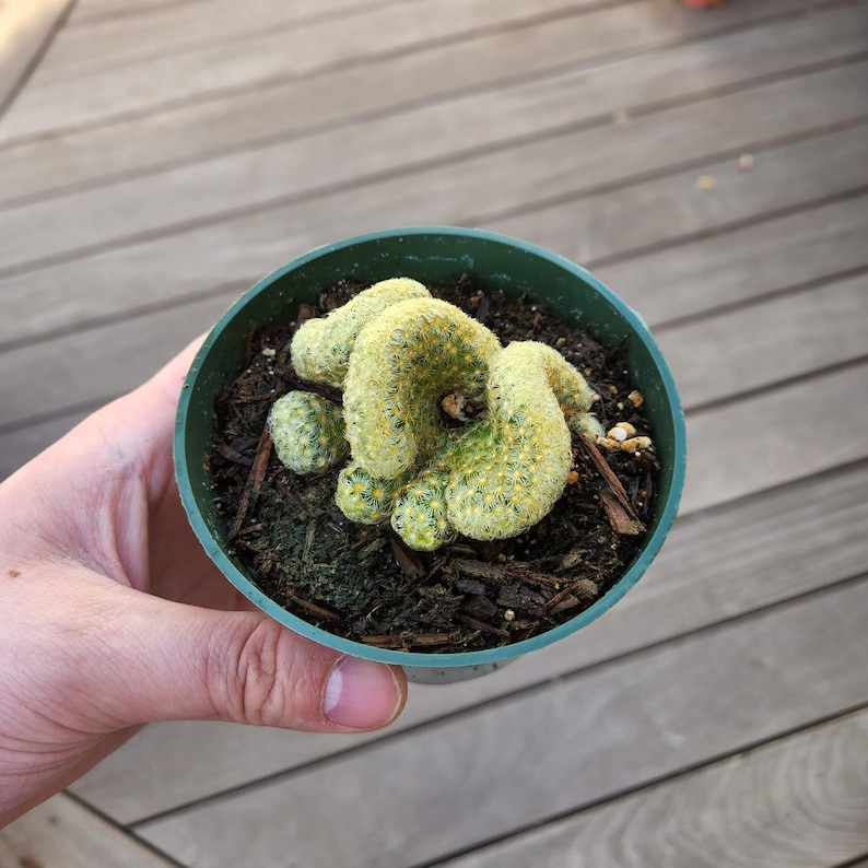 Mammillaria Cristata Brain Cactus Crested Succulent 4 - Etsy