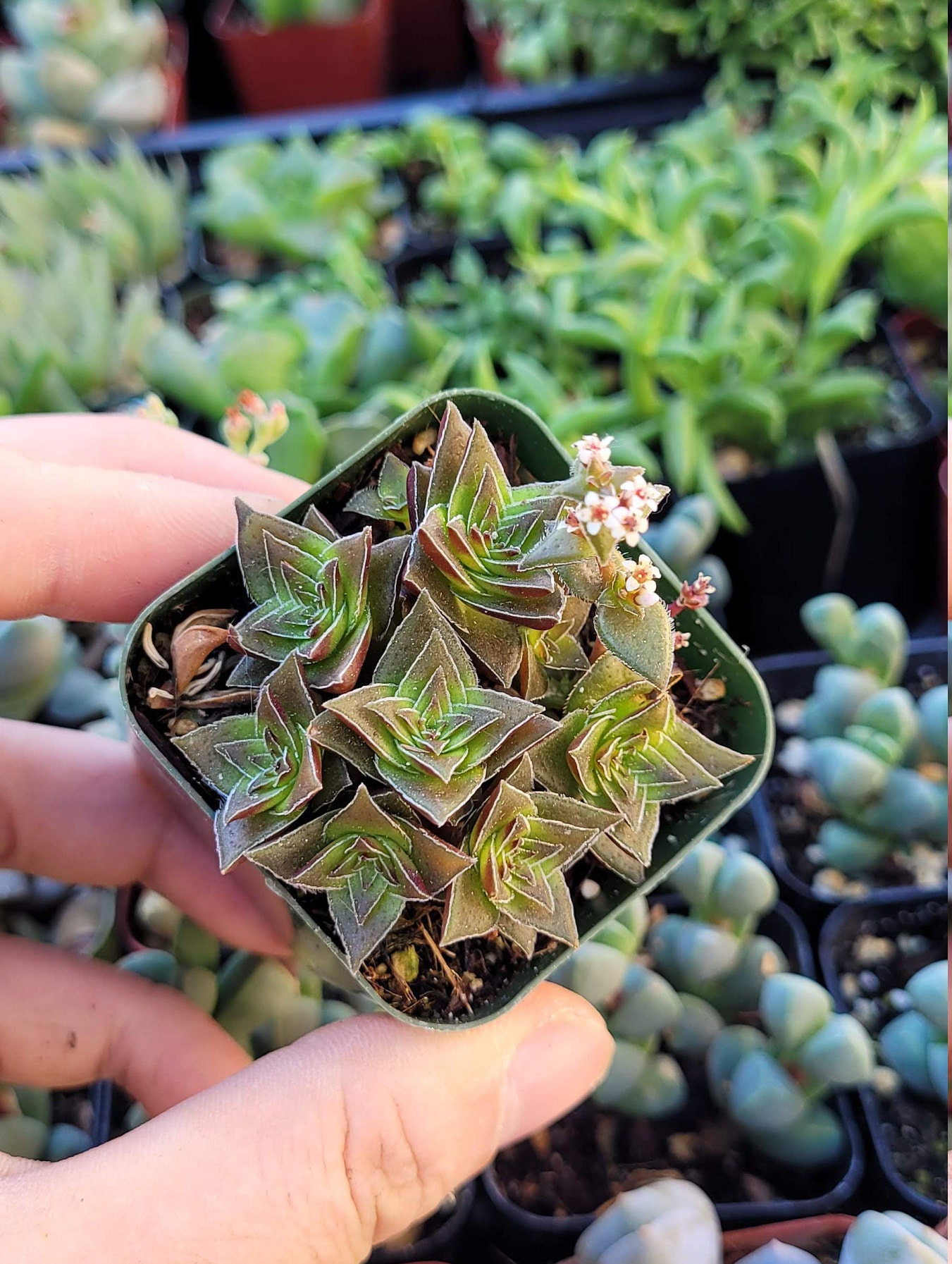 RARE Crassula Tabularis Pagoda Village Succulent Plant | Etsy