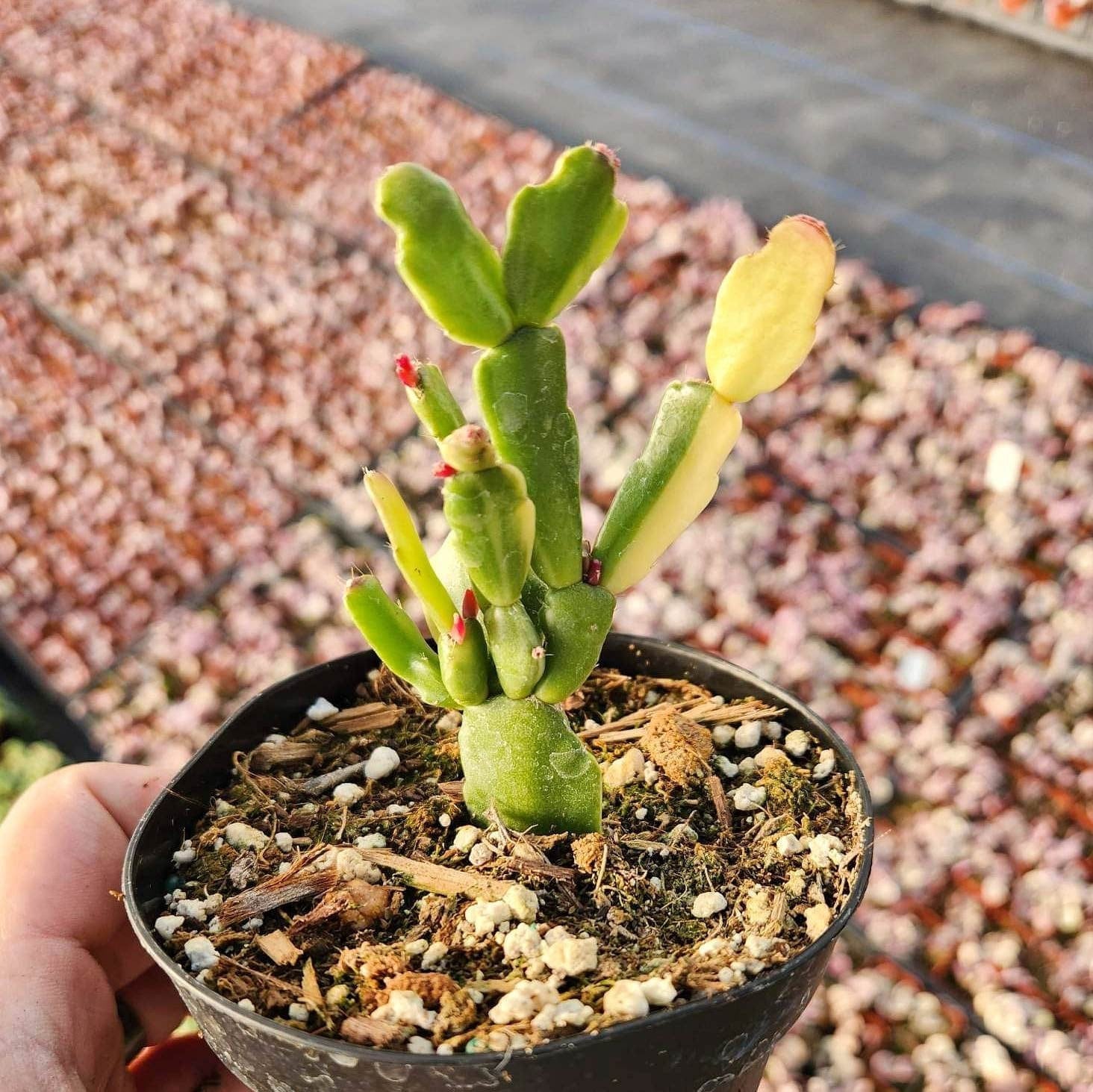 4" Pot of Variegated Christmas Cactus Schlumbergera Rare Succulent ...