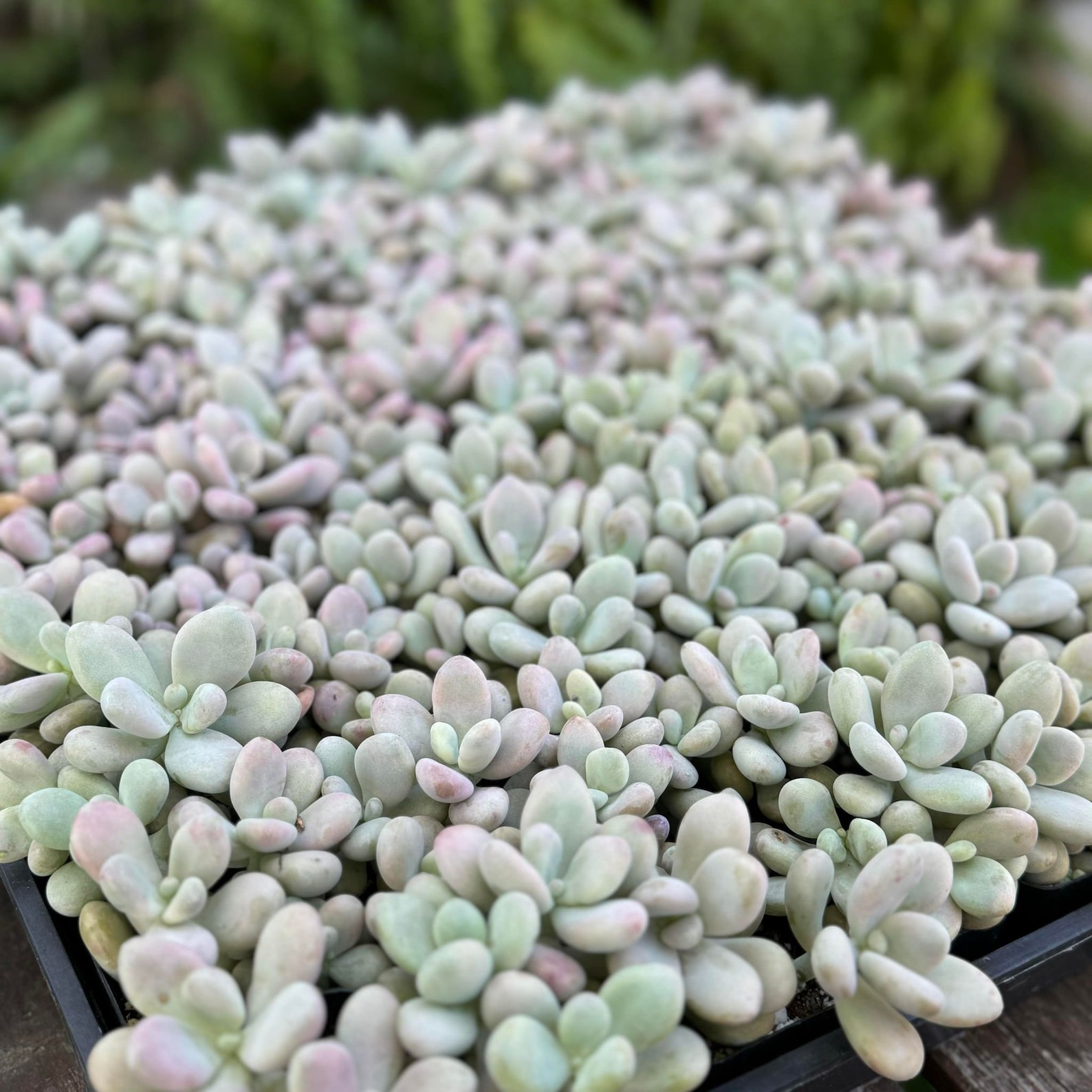 Rare Pink Moonstone Succulents, Pink Pebble Rosette Plants, Pachyphytum ...