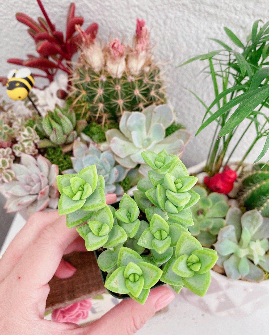 RARE Crassula Rupestris 2 Inches Pot Kebab Bush Rosary Vine | Etsy