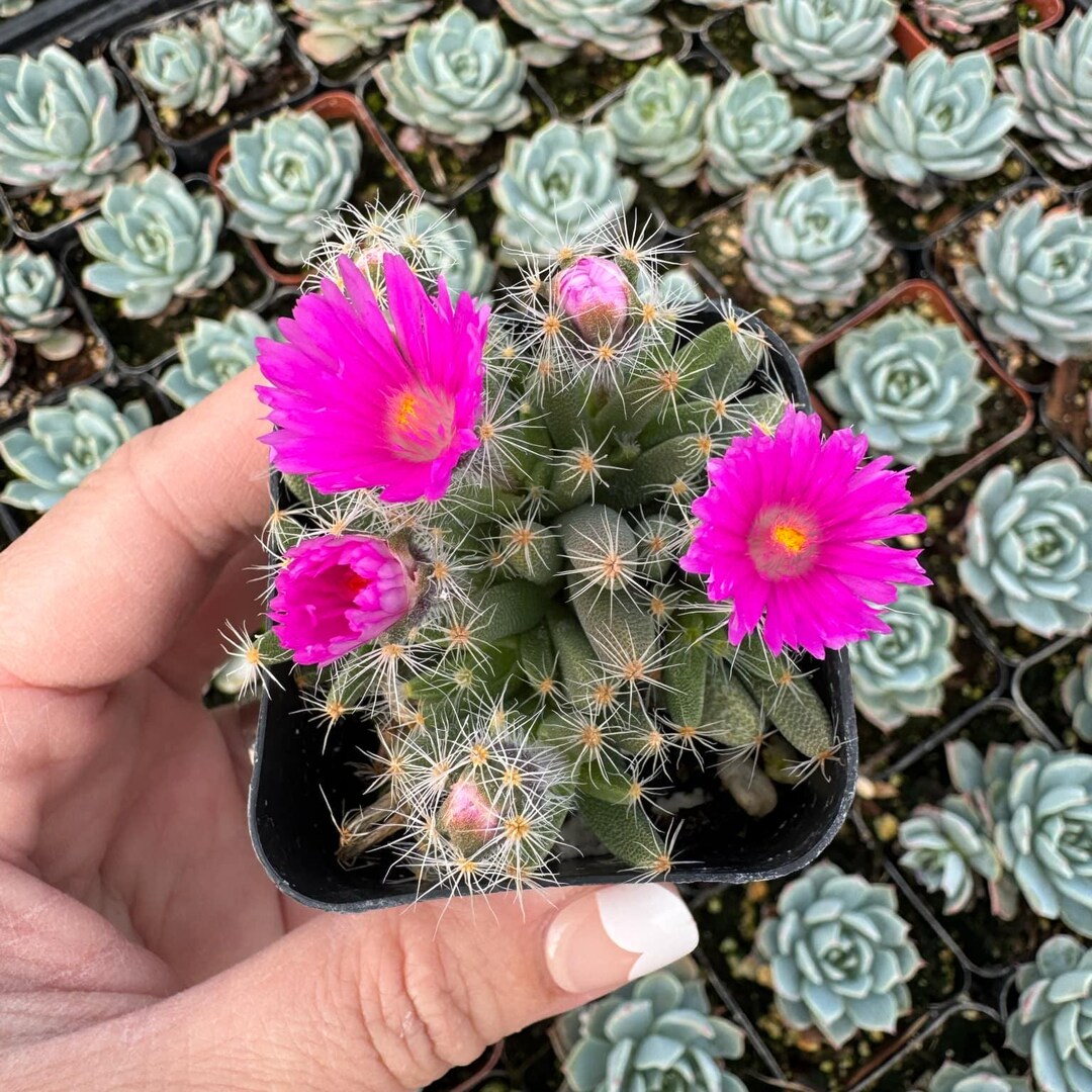 Rare Mini Desert Rose, Trichodiadema Densum, Miniature Dessert Rose ...