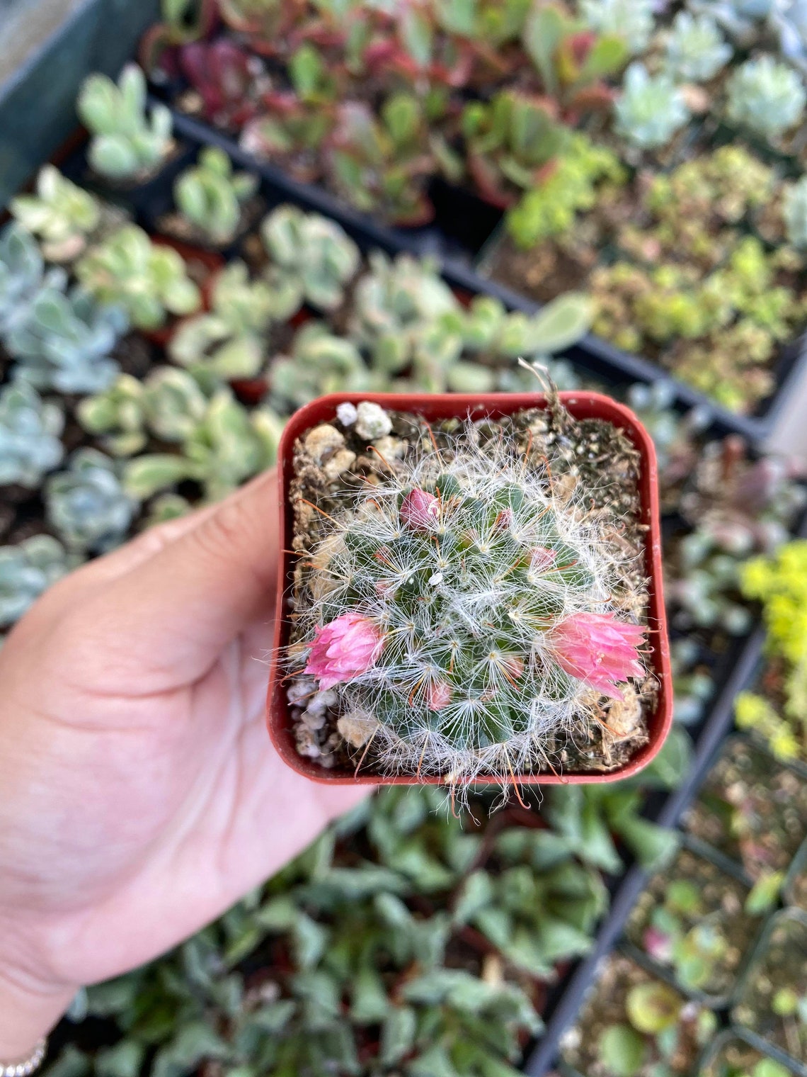 Powder Puff Cactus, Potted Cactus Plant, Mammillaria Bocasana, in 2 ...