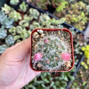 Powder Puff Cactus, Potted Cactus Plant, Mammillaria Bocasana, in 2 ...