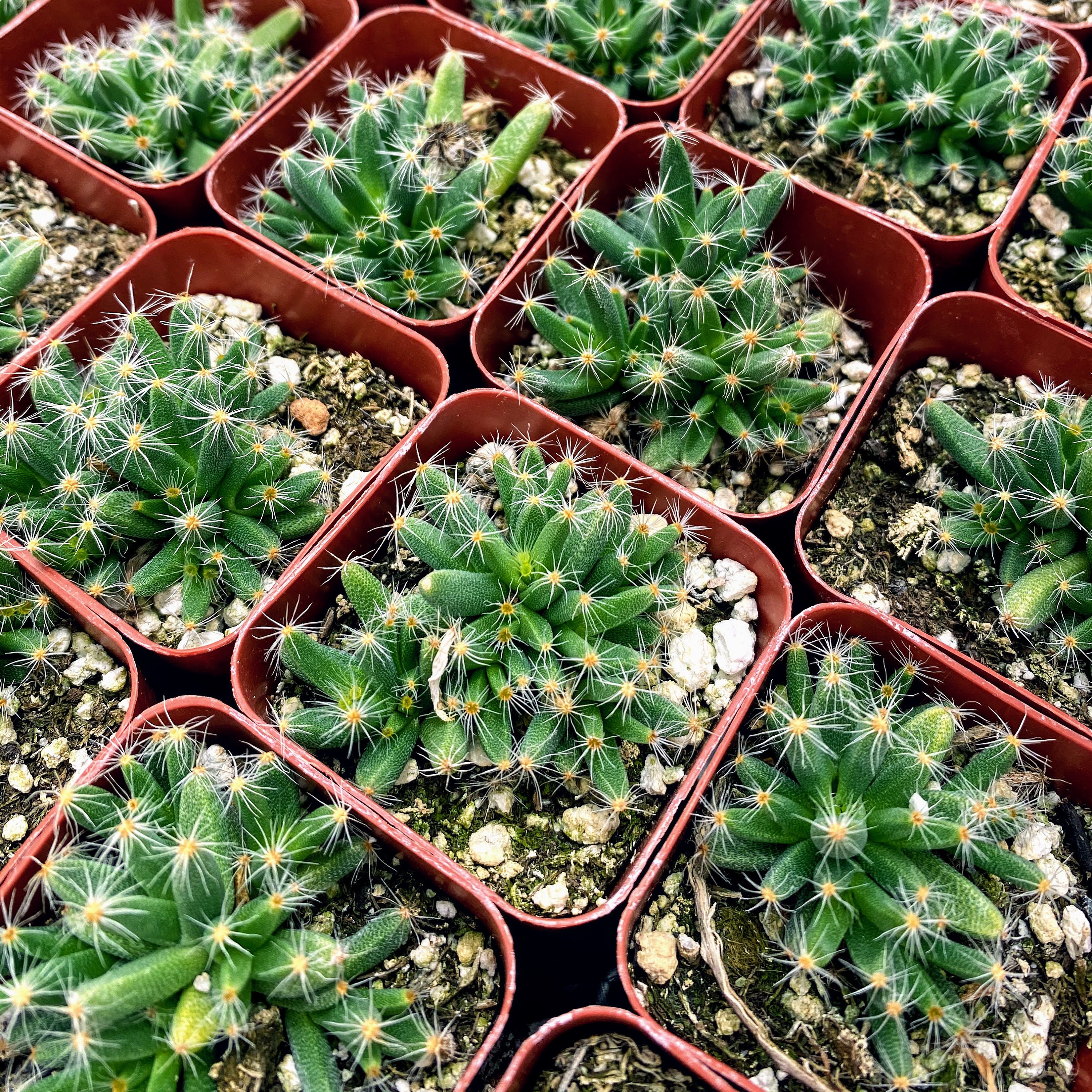 Rare Mini Desert Rose, Trichodiadema Densum, Miniature Dessert Rose ...
