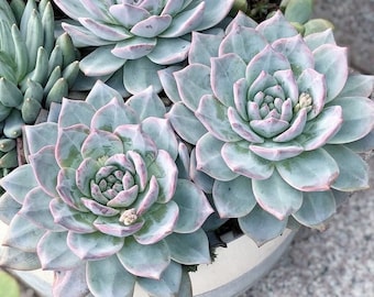 2 Echeveria Blue Bird - Etsy