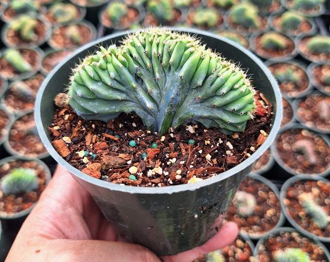 Blue Candle Crested Cactus | 4 Inch | Blue Myrtle Crested Cactus ...
