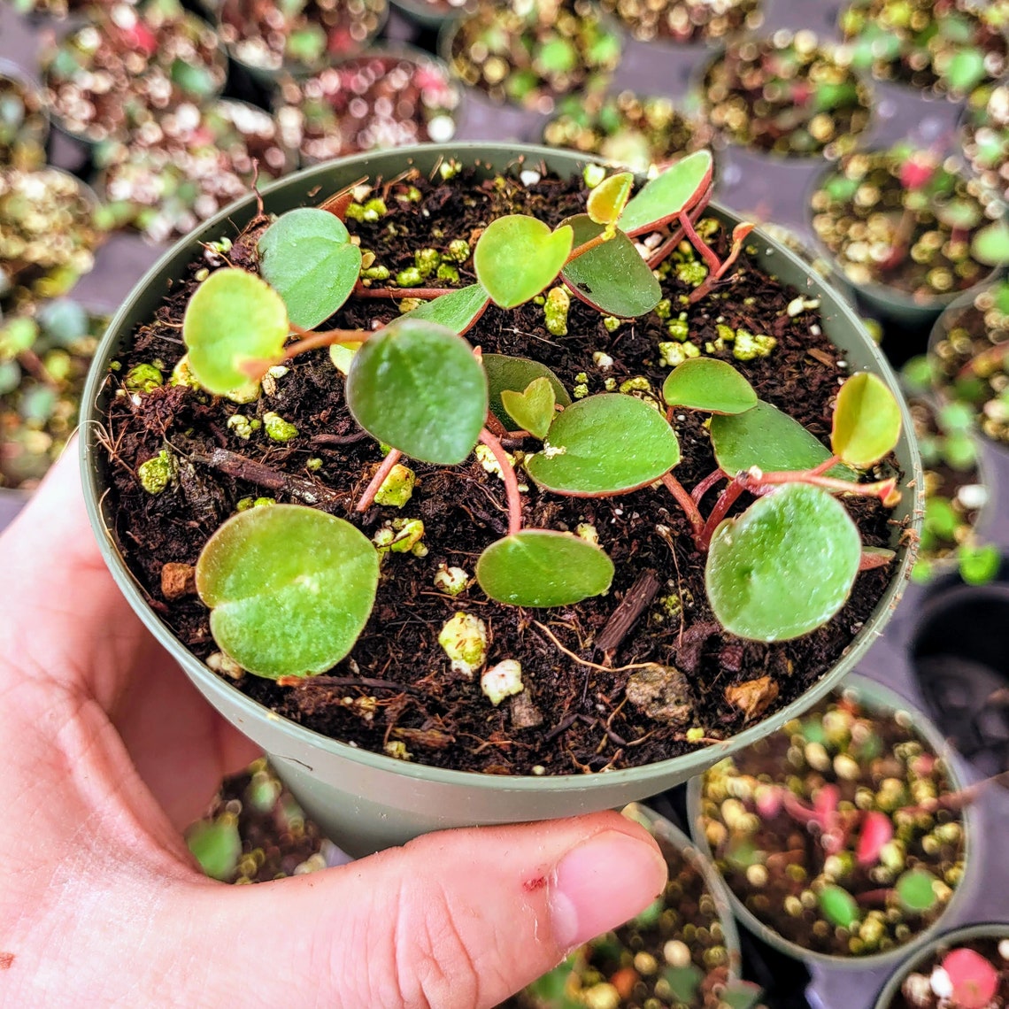 Peperomia ruby Cascade Trailing Succulent Indoor Plant - Etsy