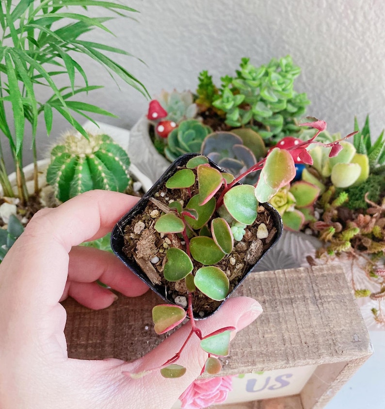 Peperomia ruby Cascade Trailing Succulent Indoor Plant - Etsy