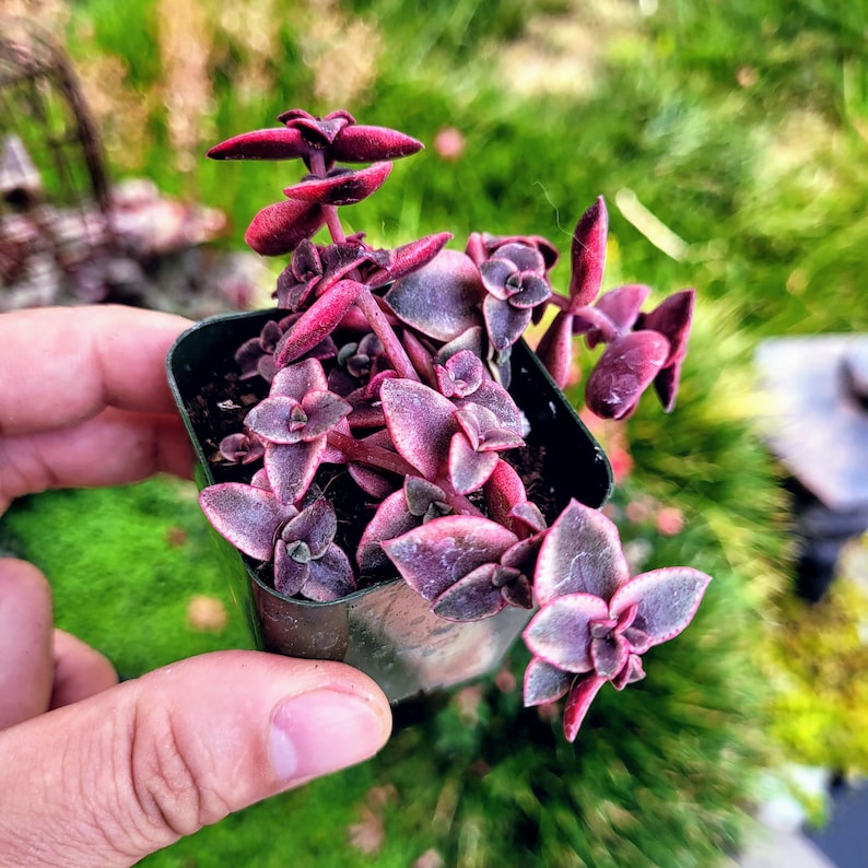 Calico Kitten Succulent Crassula Pellucida Variegata - Etsy