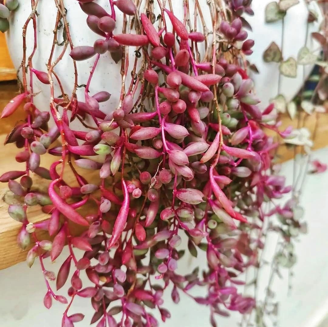 String of Little Pickles, Othonna Capensis ‘ruby Necklace’ in 2 Inches ...