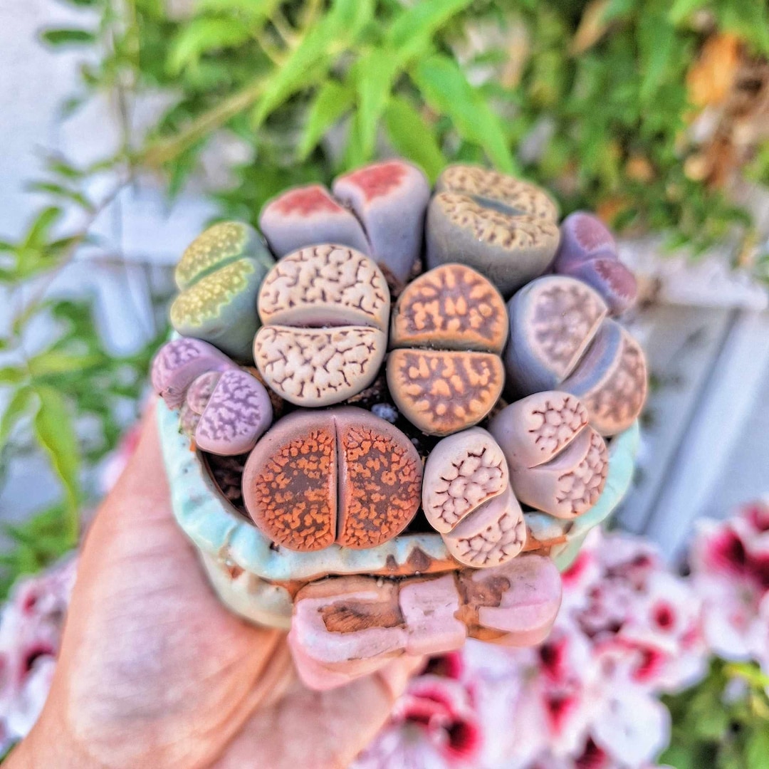 Assorted Lithops, Your Choice of 1/3/5 Colorful Lithops - Etsy