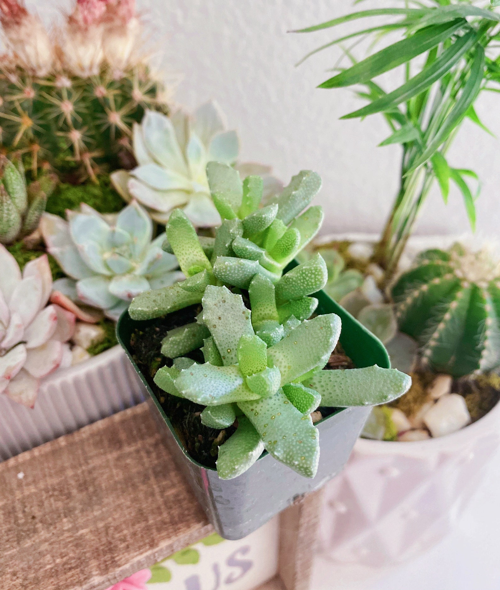 Faucaria Felina tiger Jaw in 2 Inches Pot - Etsy