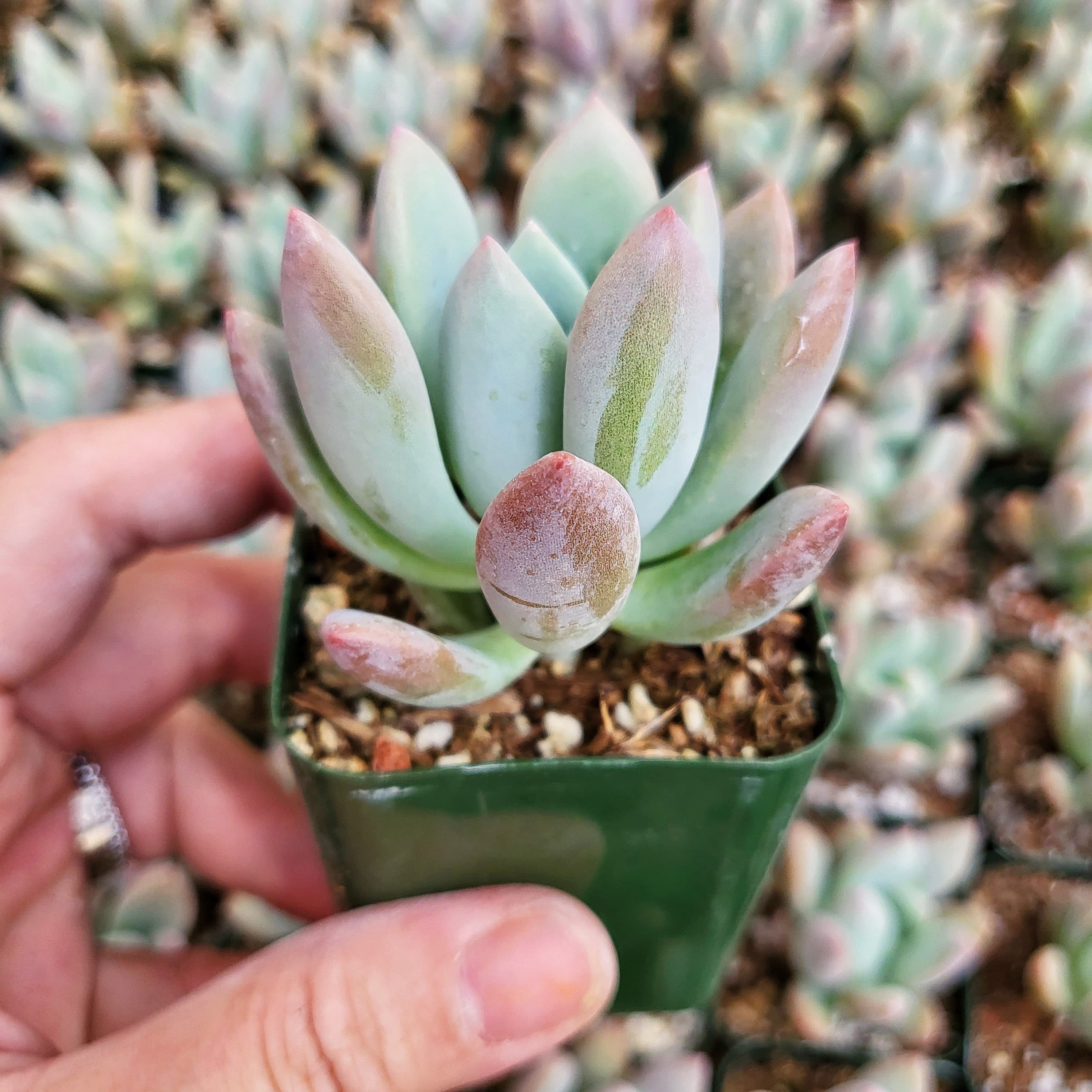 2 Graptoveria Opalina - Etsy