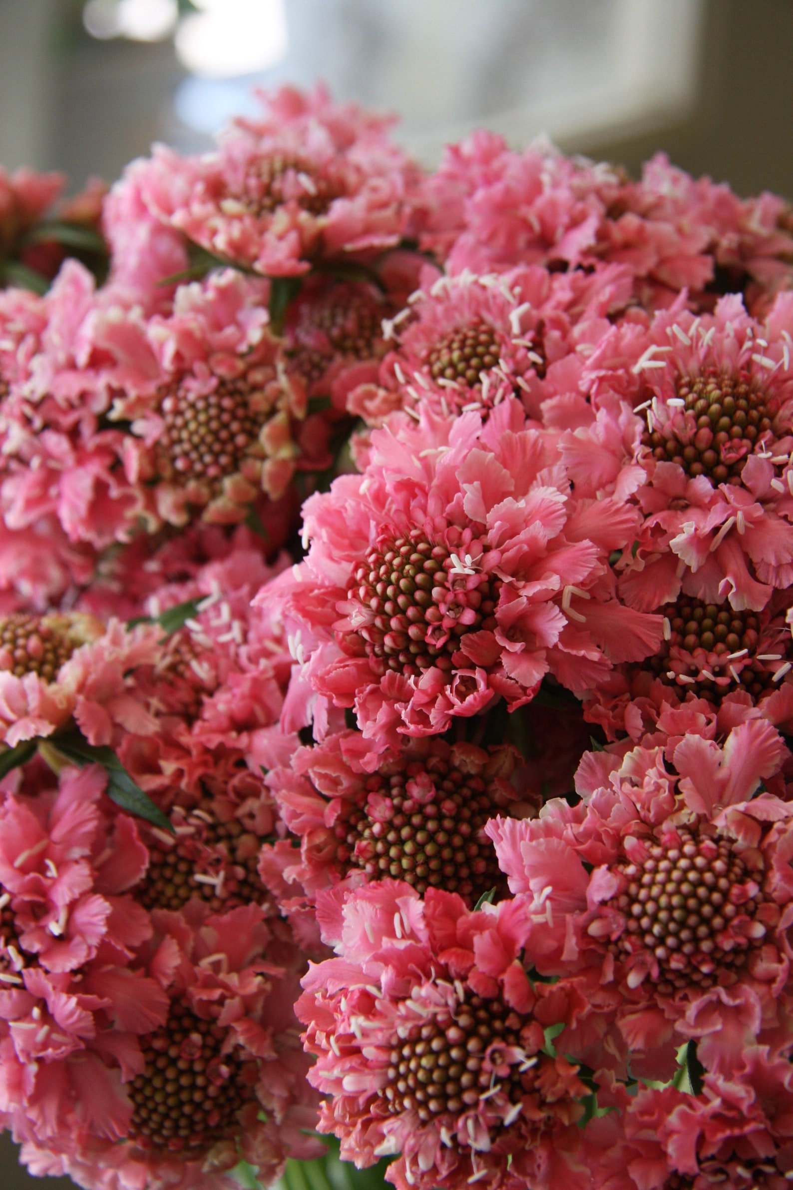 20 Scabiosa rose Pink SCABIOSA ATROPURPUREA Great for - Etsy