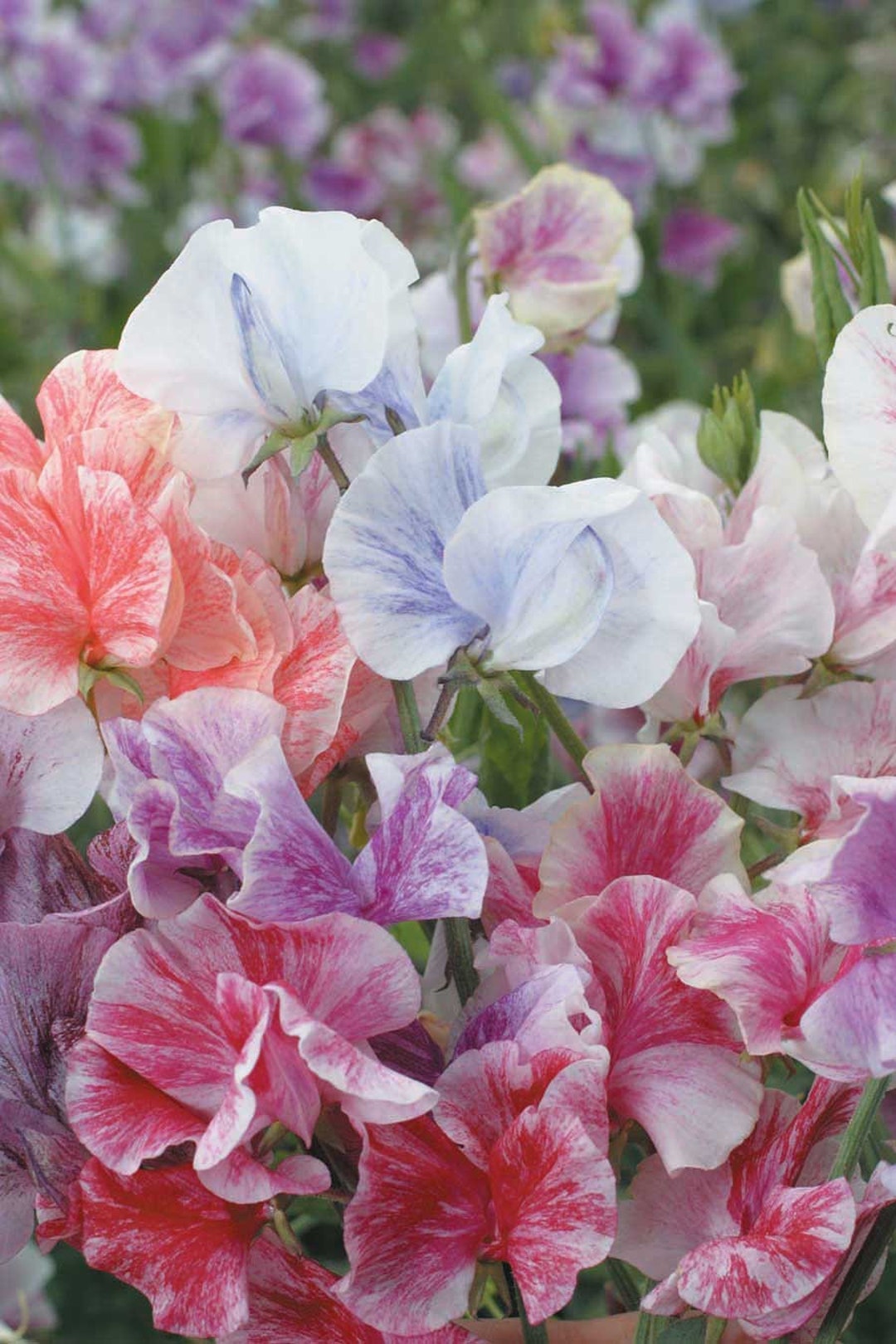 10 +seeds Sweet Pea Taffy Swirl Mix Lathyrus Odoratus - Etsy