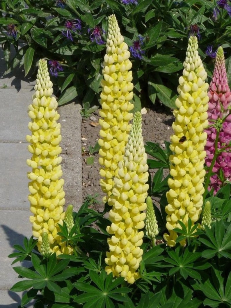 15 Seeds Yellow Russell Lupines / Lupin Seeds - Etsy