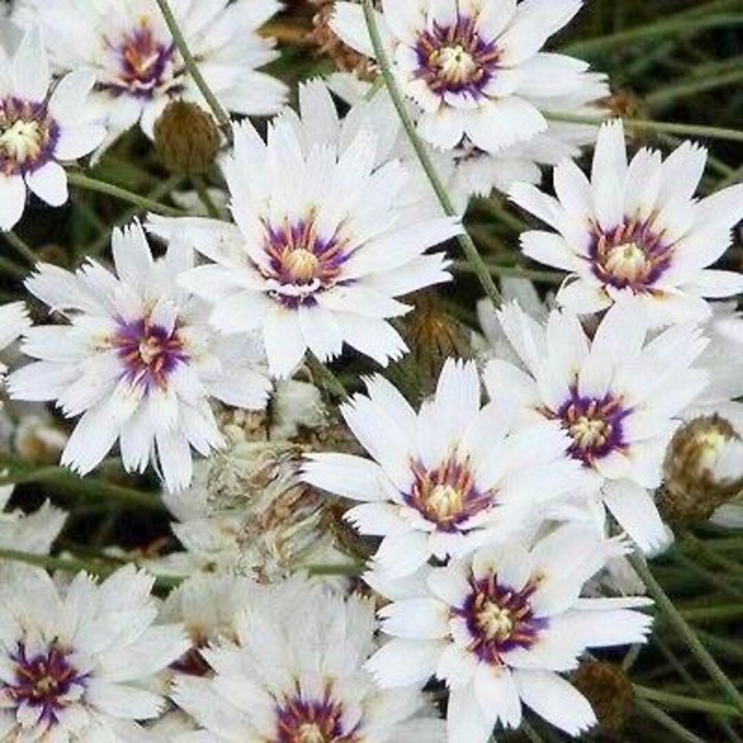 30 + Seeds Lovely Cupid’s Dart Seeds White. Catananche Caerulea - Etsy