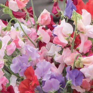 20 Seeds Mix Color Organic Sweet Pea - Etsy