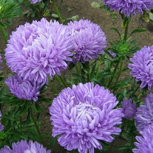 50 + Seeds Lovely Peony Light Blue China Asters - Etsy