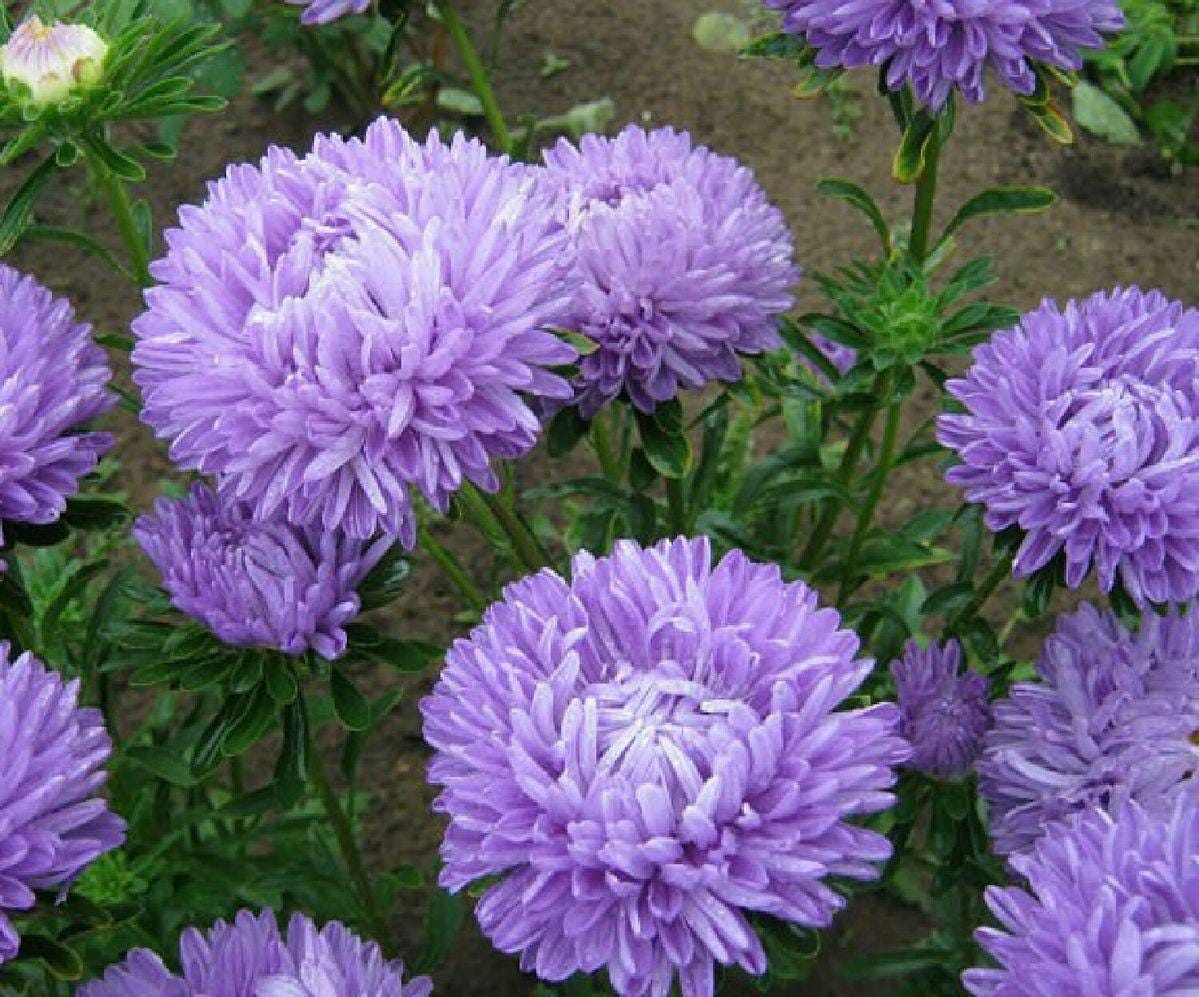 50 + Seeds Lovely Peony Light Blue China Asters - Etsy