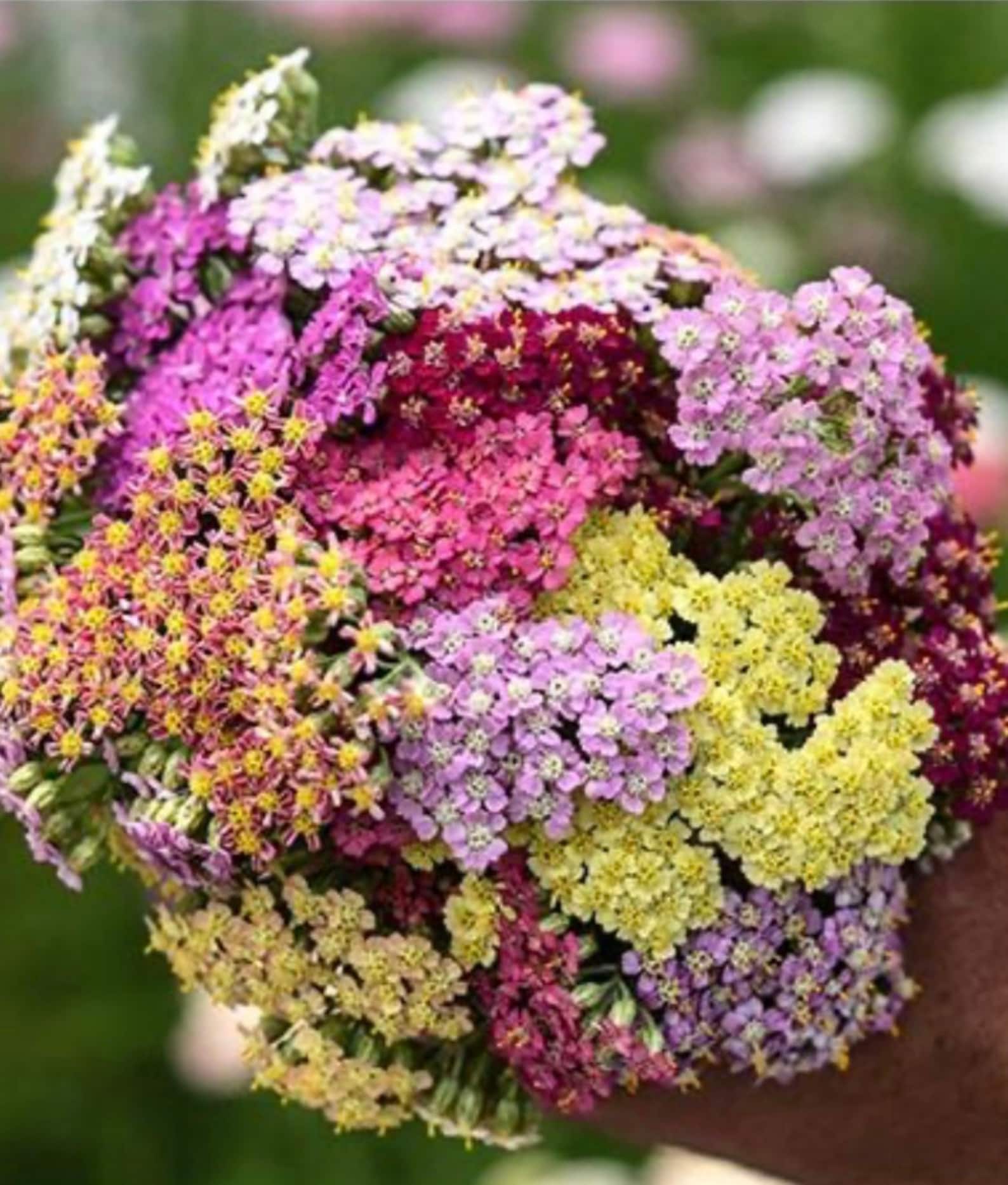 50seeds Pastel Mix Color Yarrow achillea Millefolium | Etsy