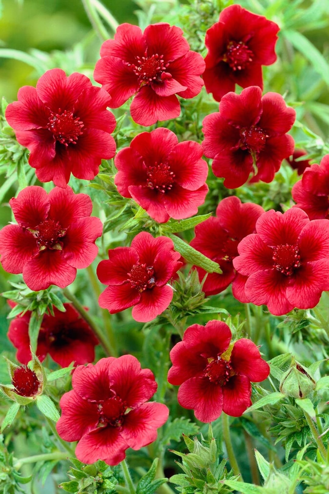 50+ Seed Unique, Hardy Geranium. Potentilla 'scarlet Dreams' Cinquefoil ...