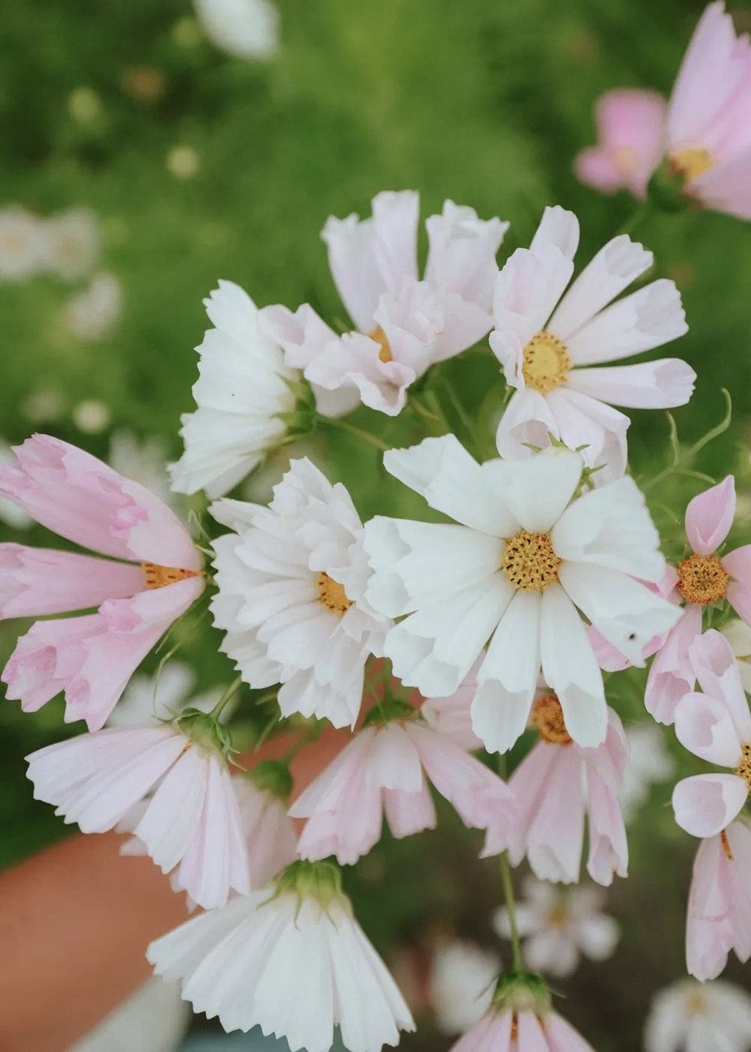 30 Seeds Cute and Beautiful Sea Shells Cosmos - Etsy