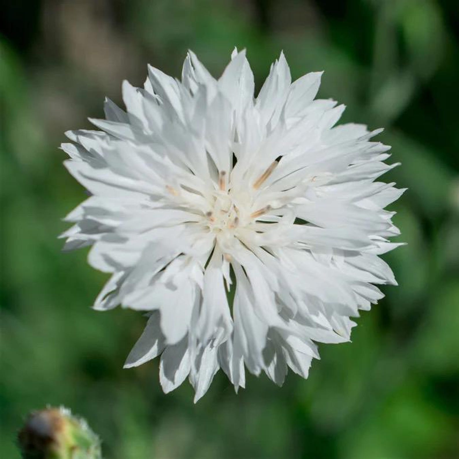 40 Seeds Organic Annual Centaurea Cyanus ,cornflower Seeds - White - Etsy