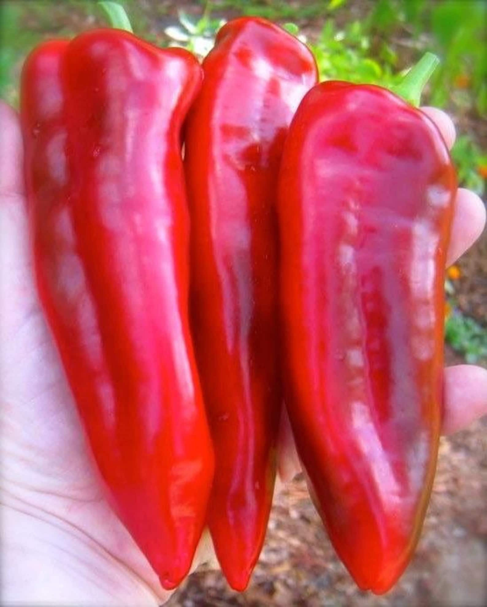 10 Seeds Sweet Sweet Heirloom Red Giant Marconi Pepper Seeds - Etsy