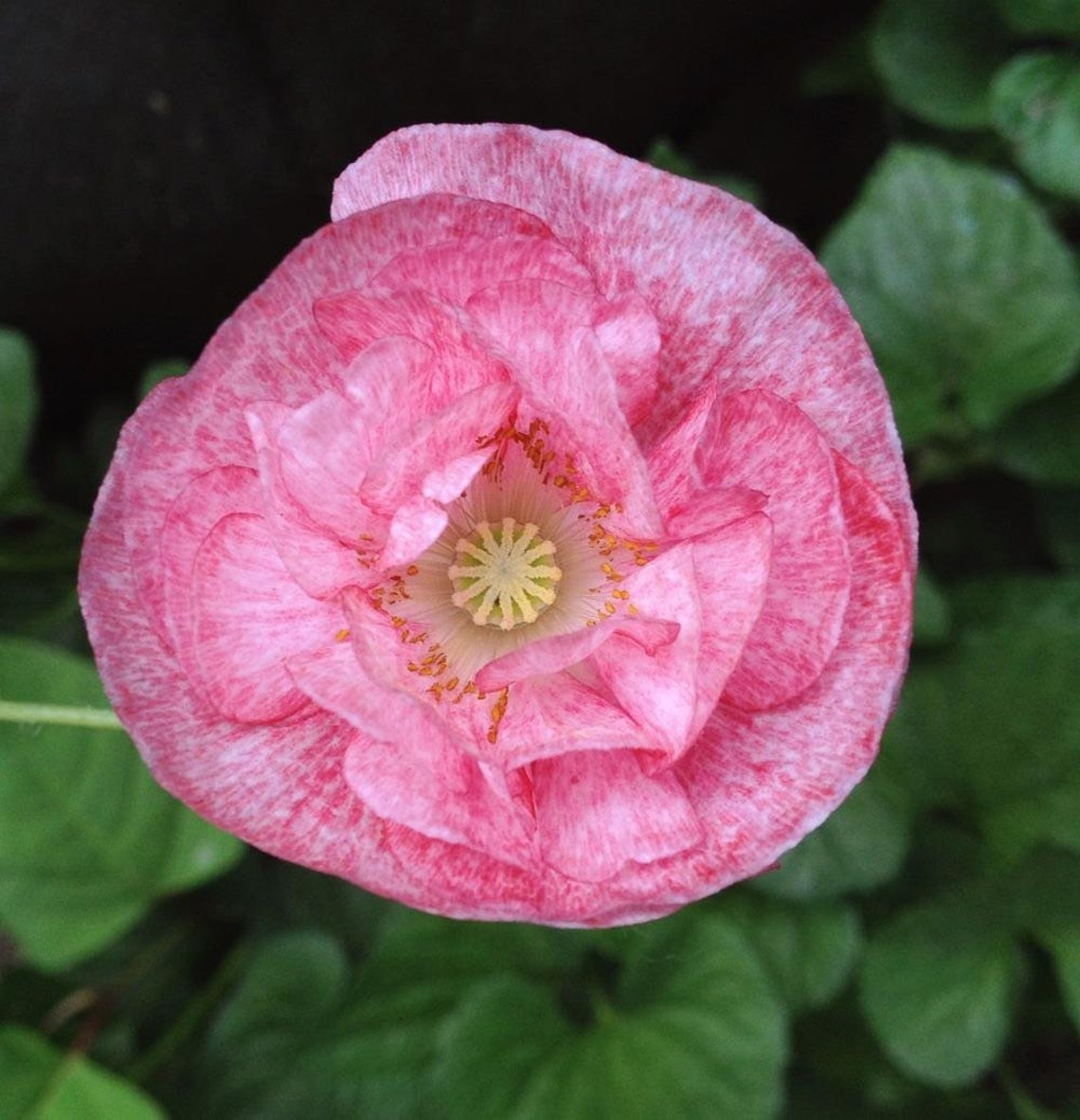50 Seeds Shirley Poppies Angel Choir PAPAVER RHOEAS | Etsy