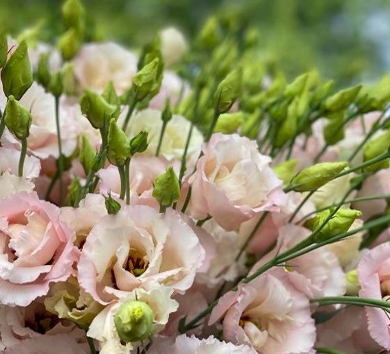 Light Pink Lisianthus
