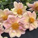 10 Seeds Dahlia Variabilis Dandy Mix Seeds | Dwarf Bi-coloured ...