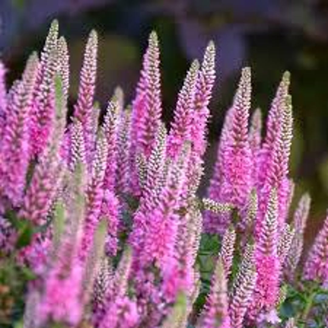 10 Seeds Veronica Speedwell Flower Perennial - Etsy