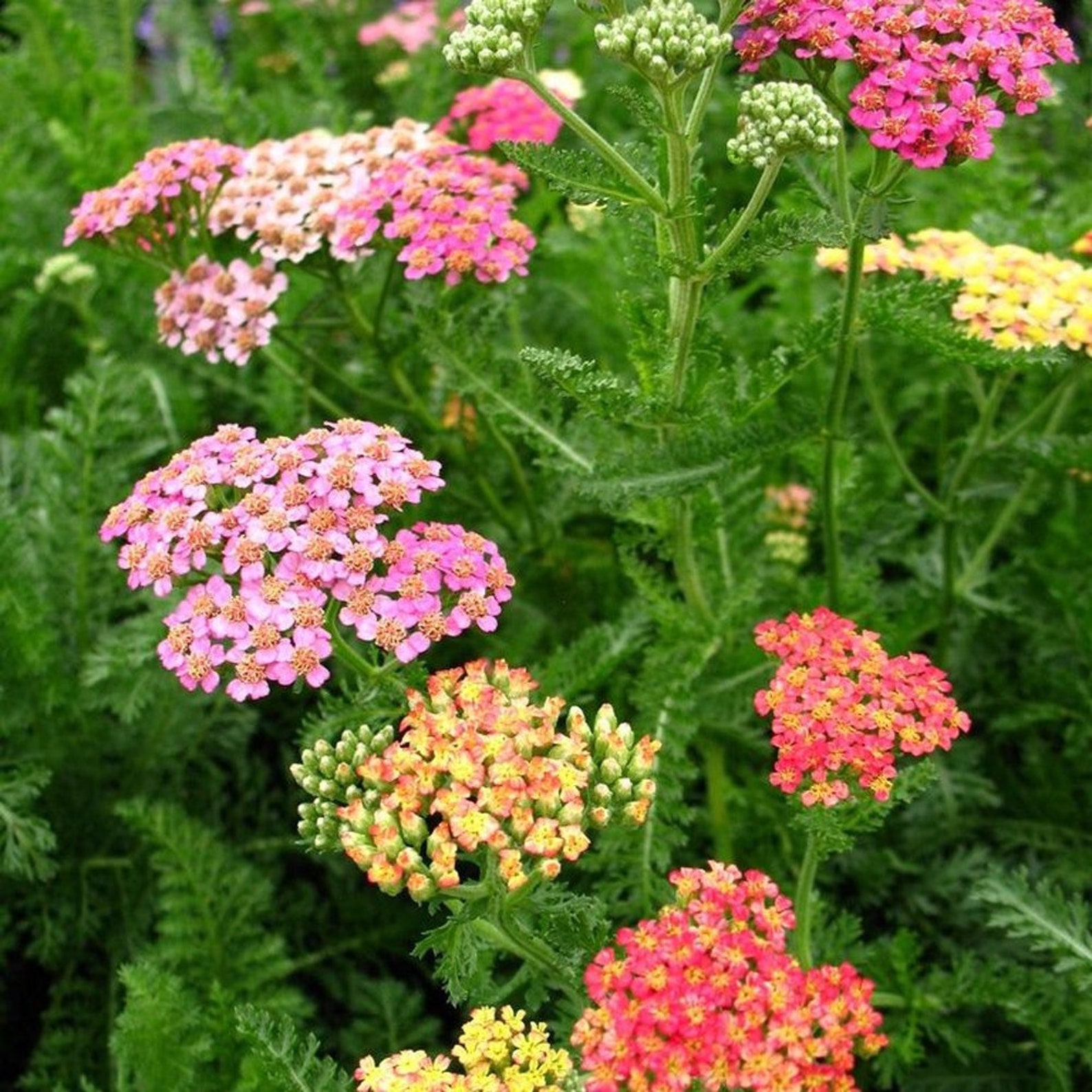 50seeds Pastel Mix Color Yarrow achillea Millefolium | Etsy