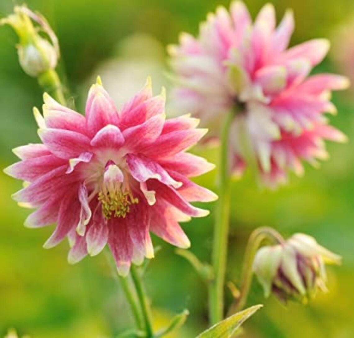 35 Akelei Nora Barlow Columbine Seeds - Etsy
