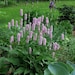 20 Seeds Lovely Polygonum Bistorta Seeds Perennial - Etsy