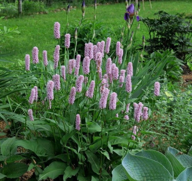 20 Seeds Lovely Polygonum Bistorta Seeds Perennial - Etsy