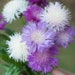 20 Seeds Sweet Sultan Mix Centaurea Imperialis - Etsy