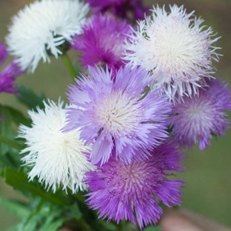 20 Seeds Sweet Sultan Mix Centaurea Imperialis - Etsy
