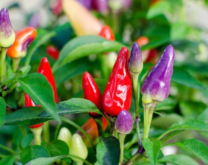 20 Seeds Bolivian Rainbow Pepper Seeds - Etsy