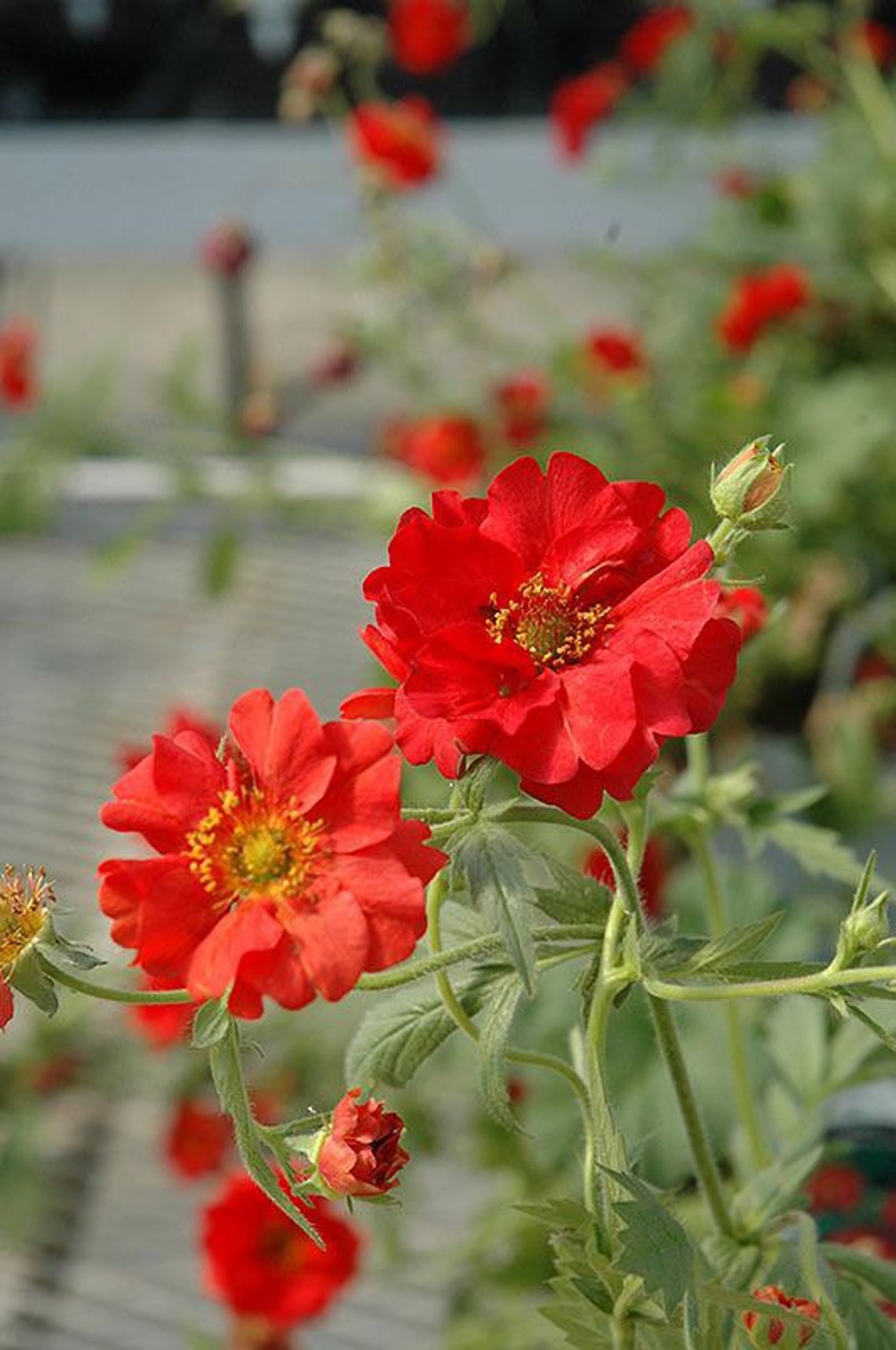 15 Seeds Rare Geum Chiloense Red Dragon Avens - Etsy