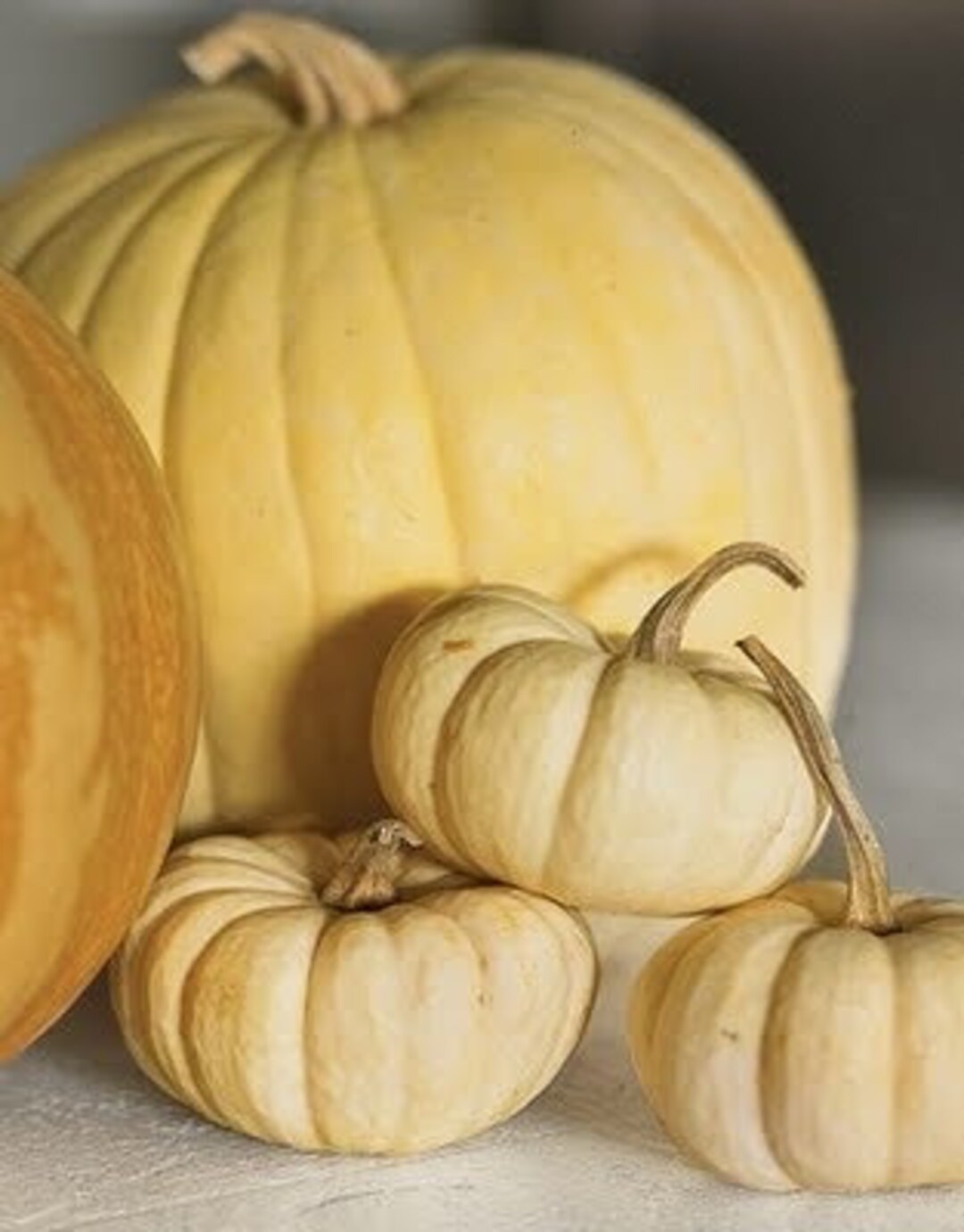 10 Seeds Cream Yellow Specter Pumpkin Organic Seed - Etsy