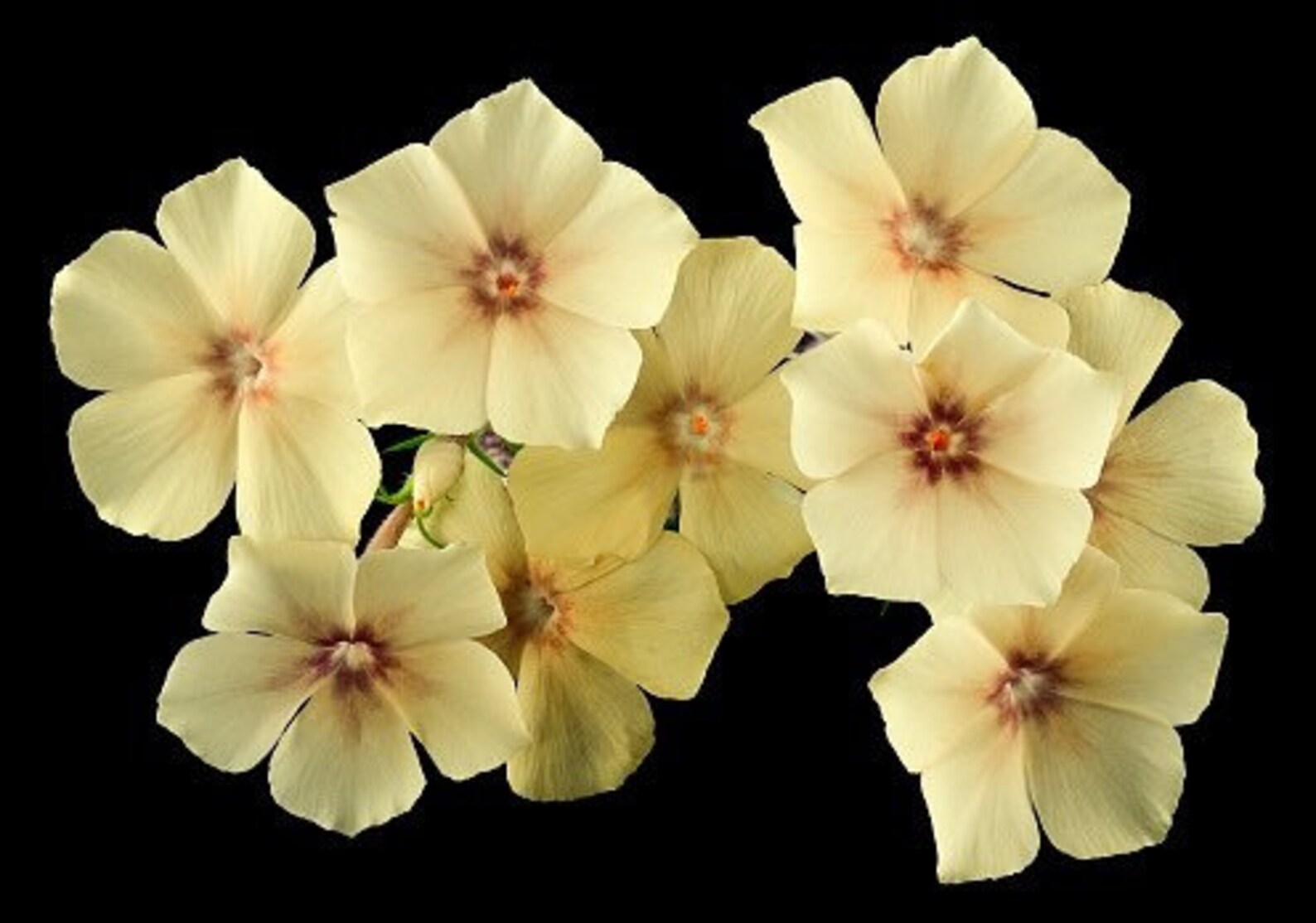 50 Seeds Lovely Dwarf Beauty Yellow Phlox | Etsy