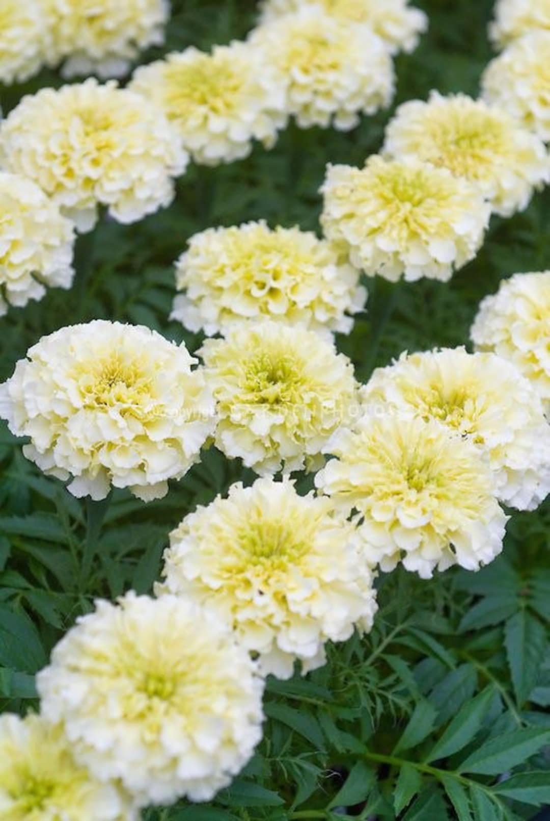 30 Seeds African Marigold Sweet Cream Tagetes Erecta Annual - Etsy