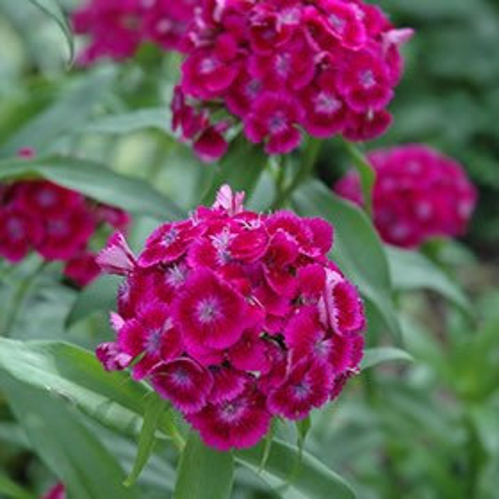 50 Seeds Dianthus Barbatus Purple Sweet William Tall - Etsy