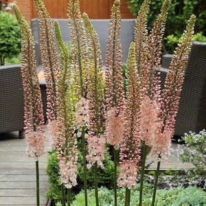10 Seeds Rare EREMURUS Aitchisonii Foxtail Lily, Desert Candle - Pink ...