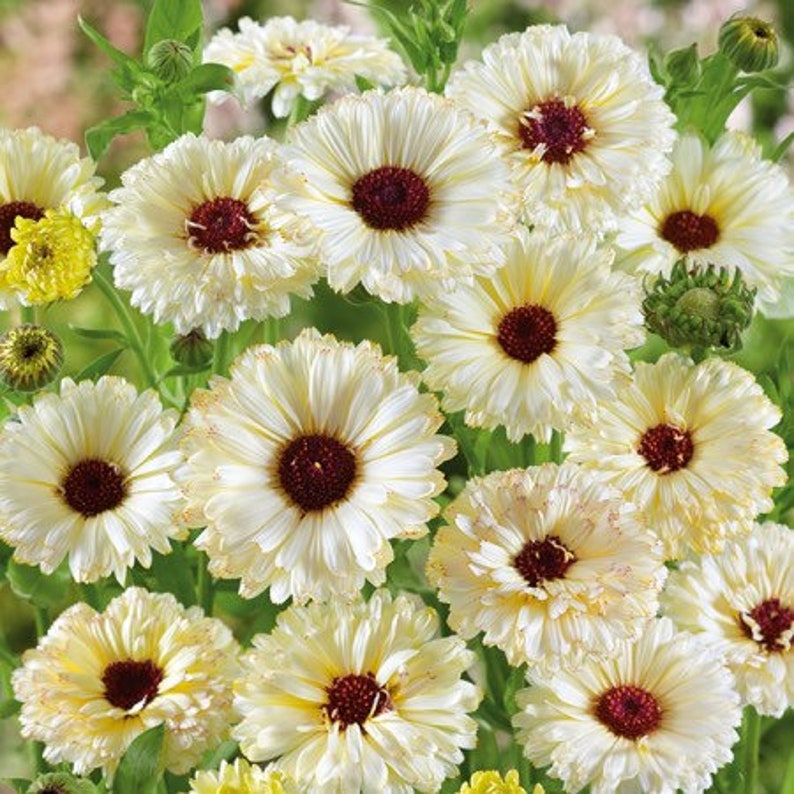 20 Seeds Double Ivory Princess Calendula - Etsy